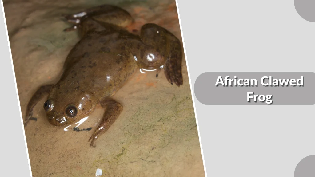 25 Types of Frogs: Identification with Pictures