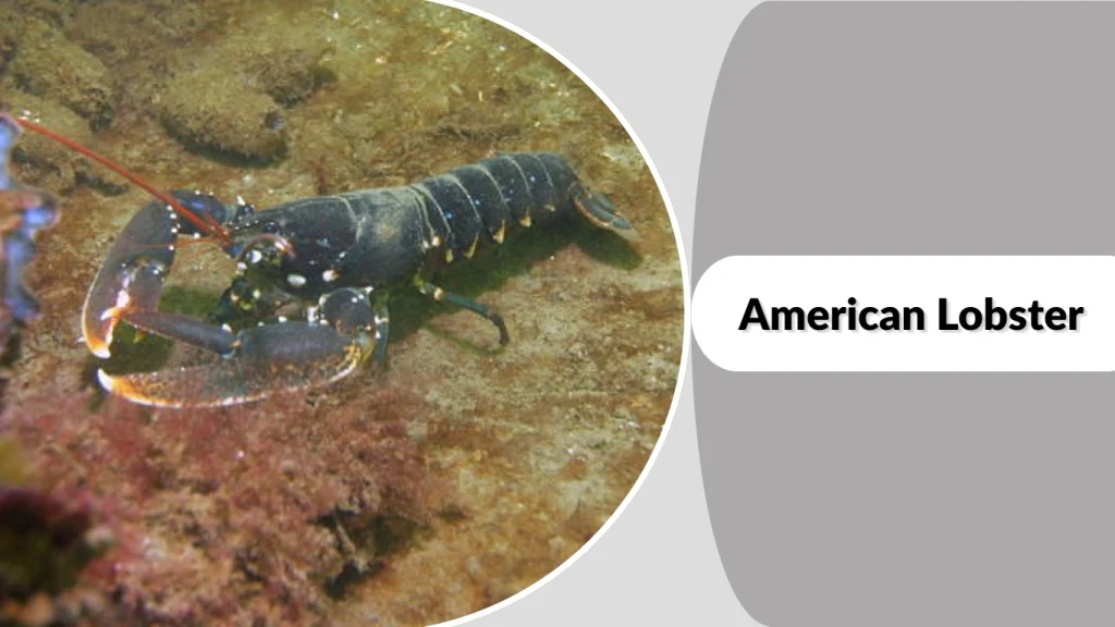 17 Types of Lobster: Names, Identification, and Key Facts