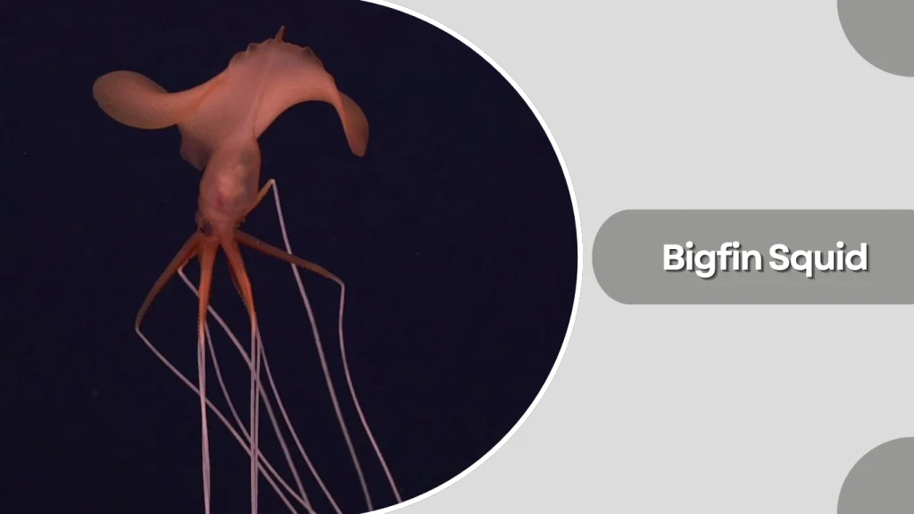 11 Types of Squid: Names, Identification, and Pictures