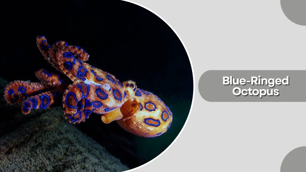 21 Types of Octopus: Identification With Name & Pictures