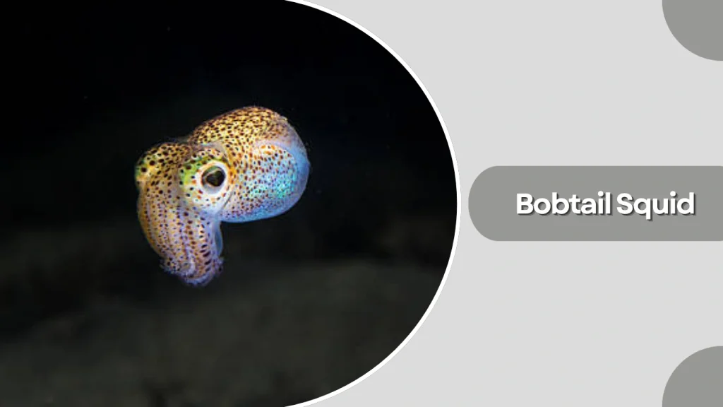 11 Types of Squid: Names, Identification, and Pictures