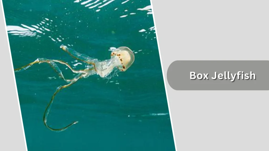 27 Types of Jellyfish: Names, Identification, and Key Facts