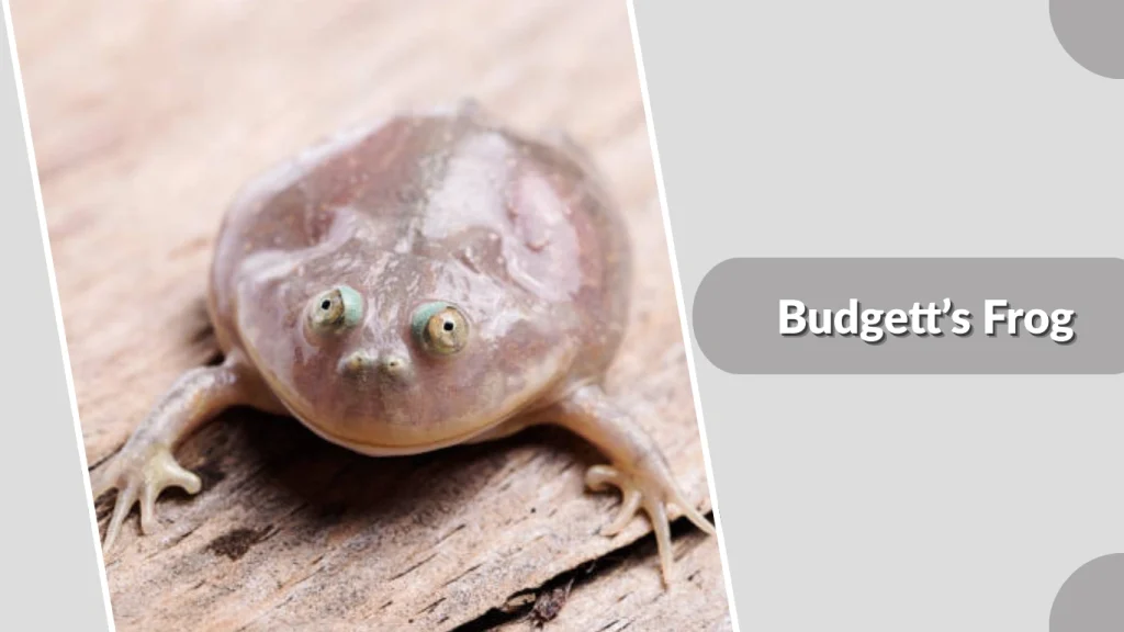 25 Types of Frogs: Identification with Pictures