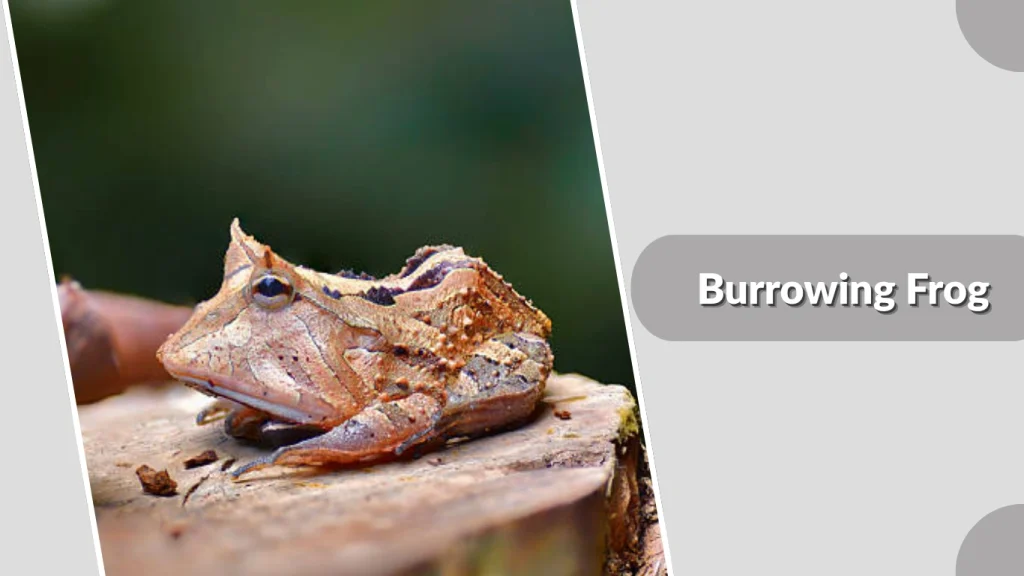 25 Types of Frogs: Identification with Pictures