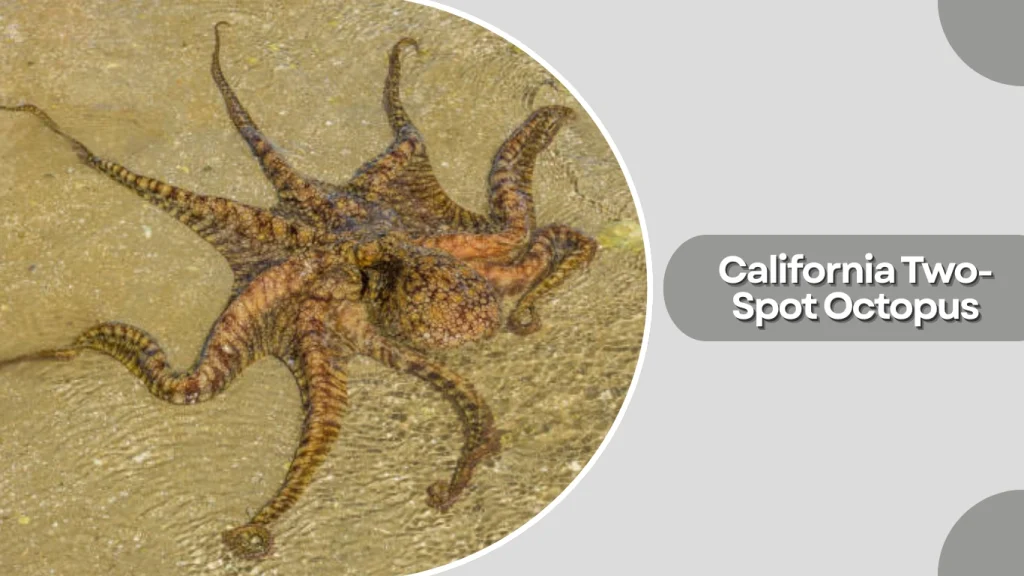 21 Types of Octopus: Identification With Name & Pictures
