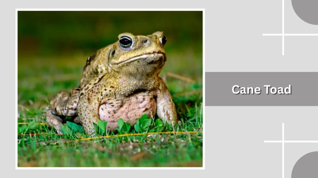19 Types of Toads: Identification with Pictures