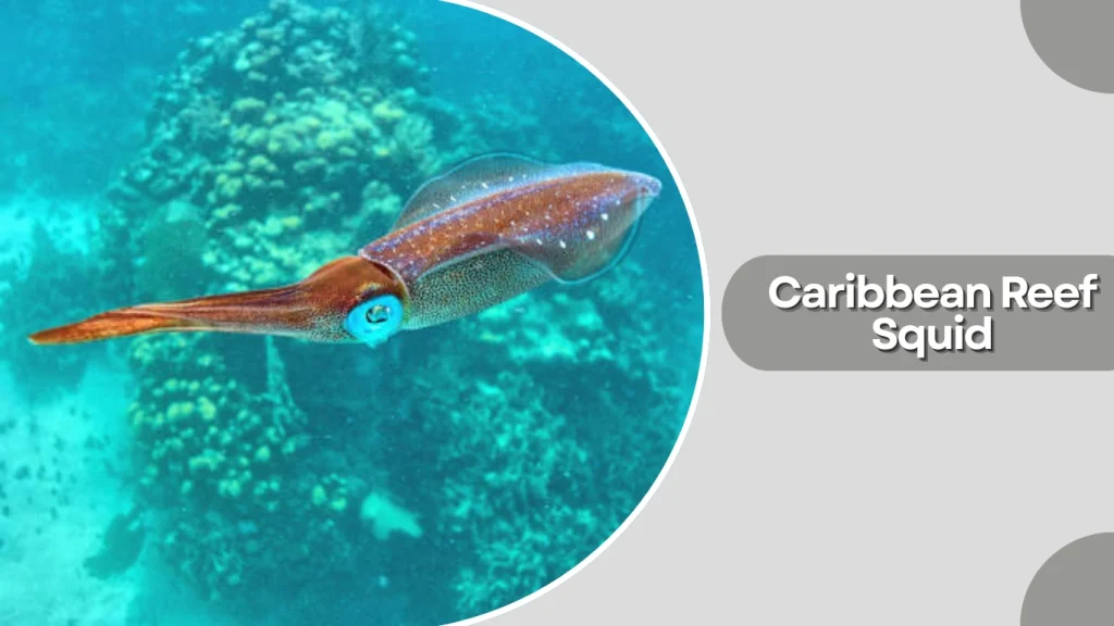 11 Types of Squid: Names, Identification, and Pictures