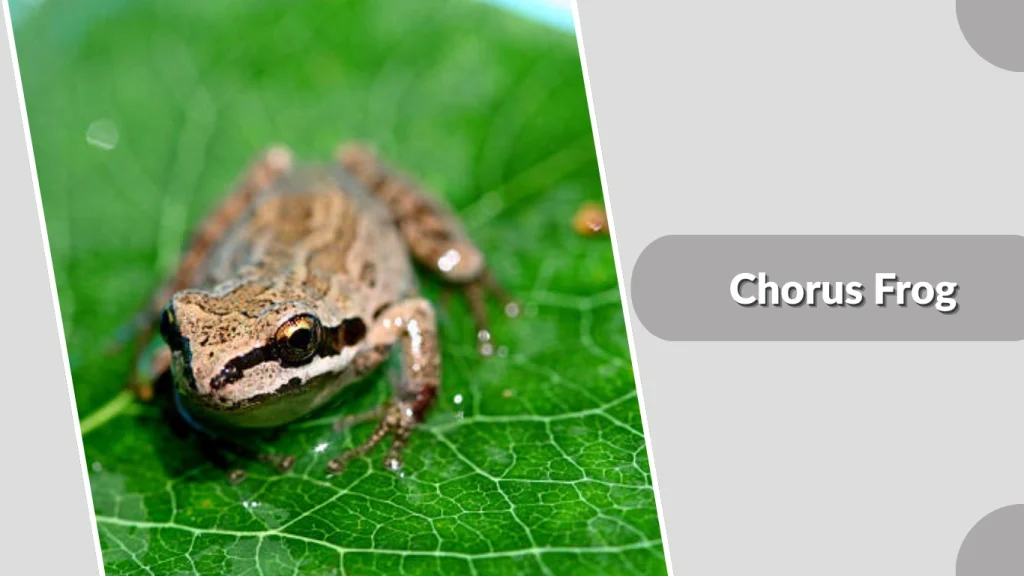 25 Types of Frogs: Identification with Pictures