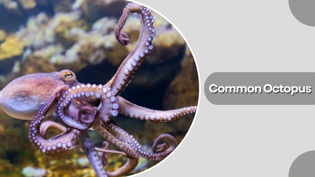 21 Types of Octopus: Identification With Name & Pictures