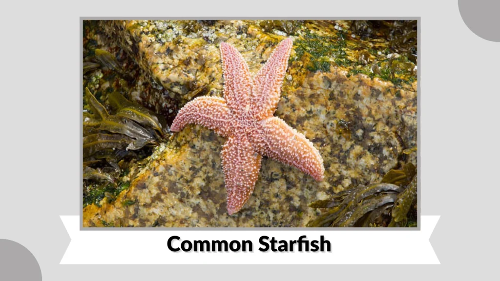 21 Types of Starfish (Sea Stars): Names, Identification, Habitat & Pictures
