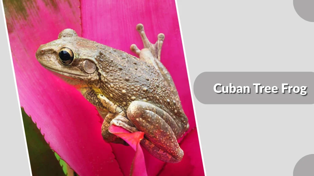 25 Types of Frogs: Identification with Pictures