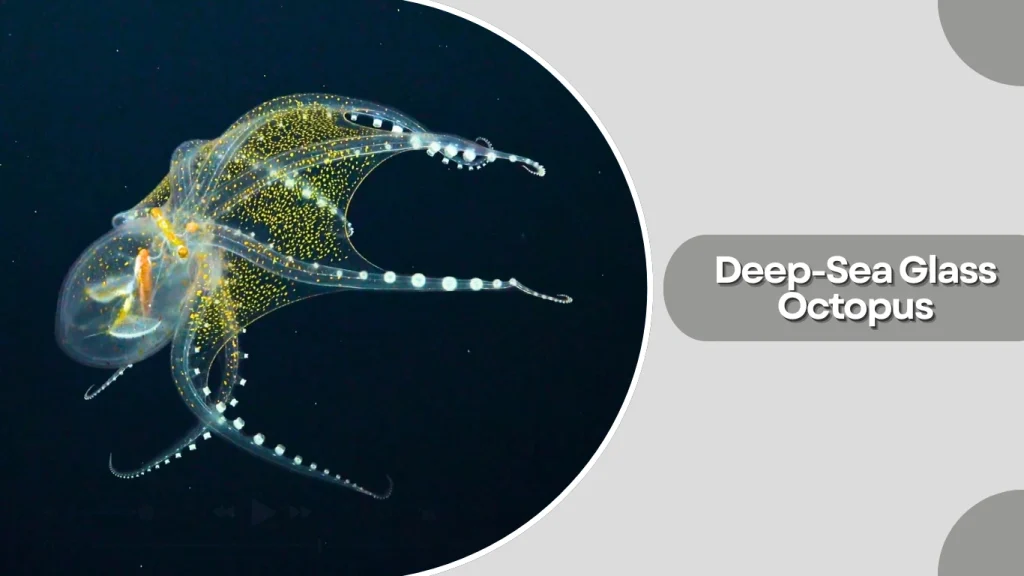 21 Types of Octopus: Identification With Name & Pictures