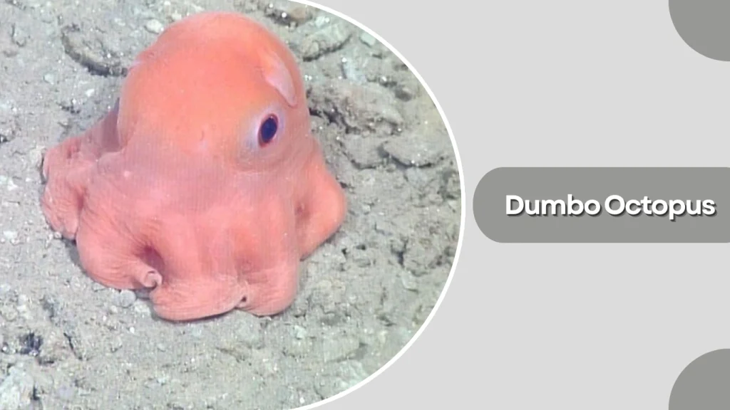 21 Types of Octopus: Identification With Name & Pictures