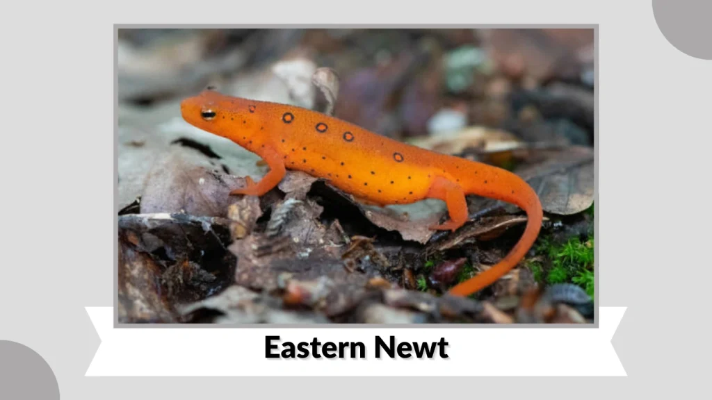 25 Common Types of Newts: Identification with Picture