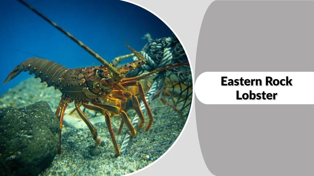 17 Types of Lobster: Names, Identification, and Key Facts