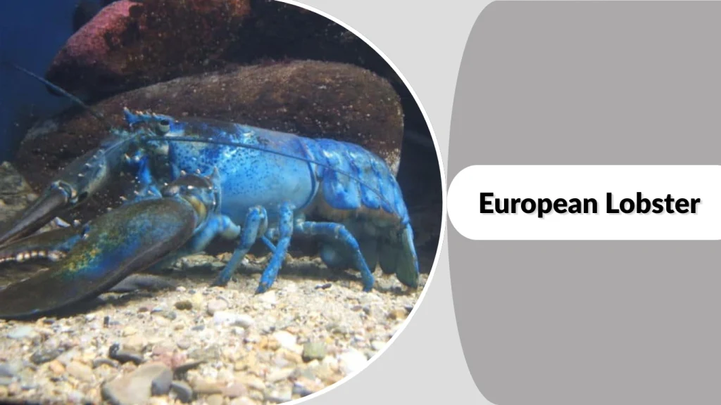 17 Types of Lobster: Names, Identification, and Key Facts
