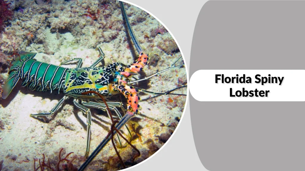 17 Types of Lobster: Names, Identification, and Key Facts
