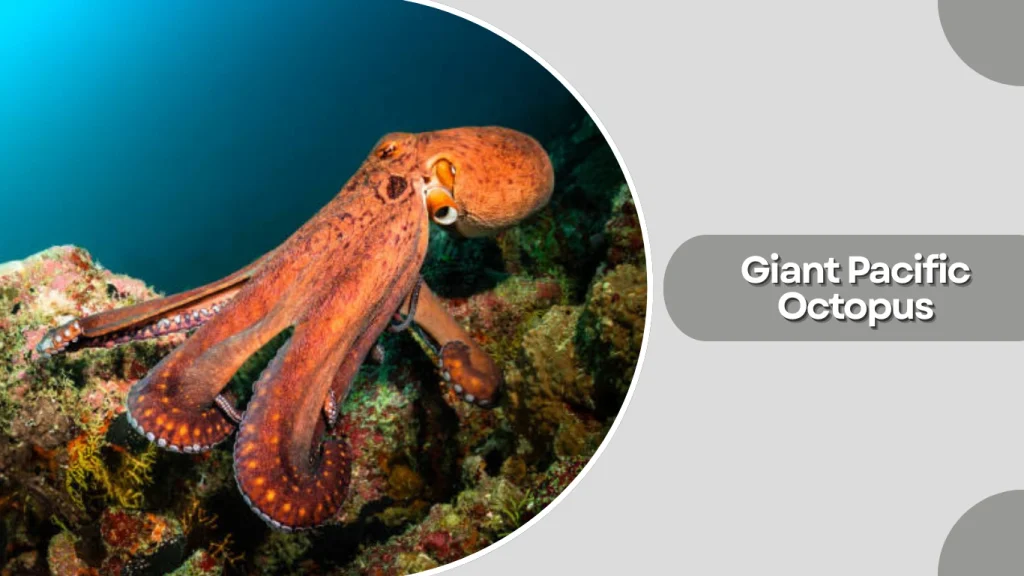21 Types of Octopus: Identification With Name & Pictures