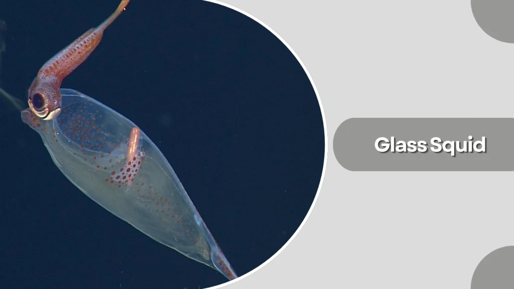 11 Types of Squid: Names, Identification, and Pictures