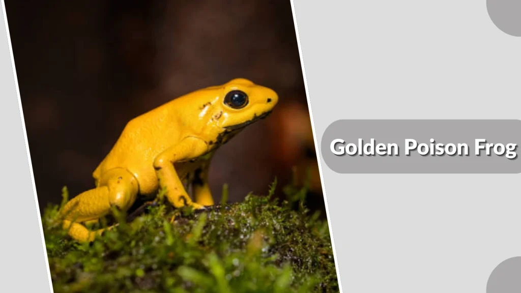 25 Types of Frogs: Identification with Pictures