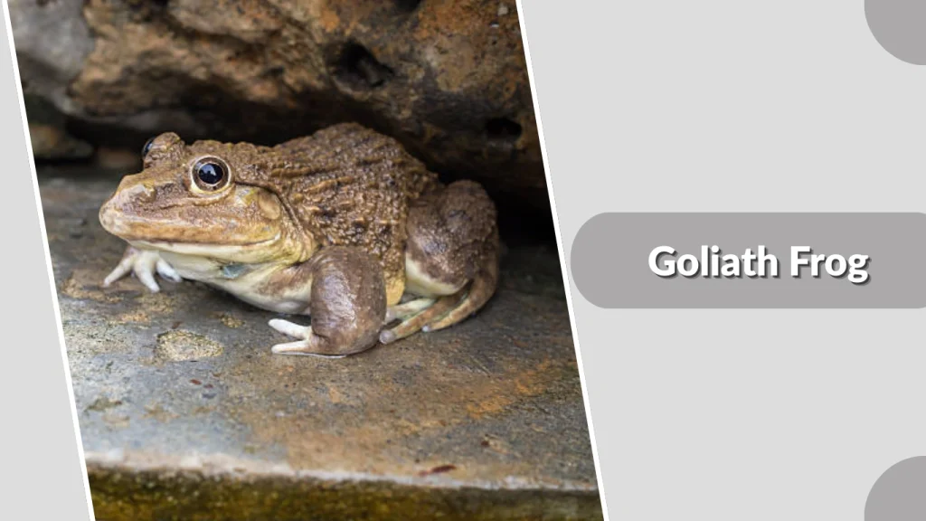 25 Types of Frogs: Identification with Pictures