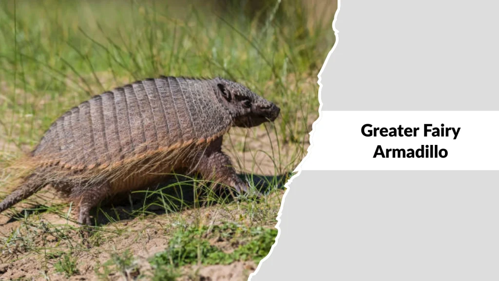 21 Types of Armadillos: Identification with Pictures