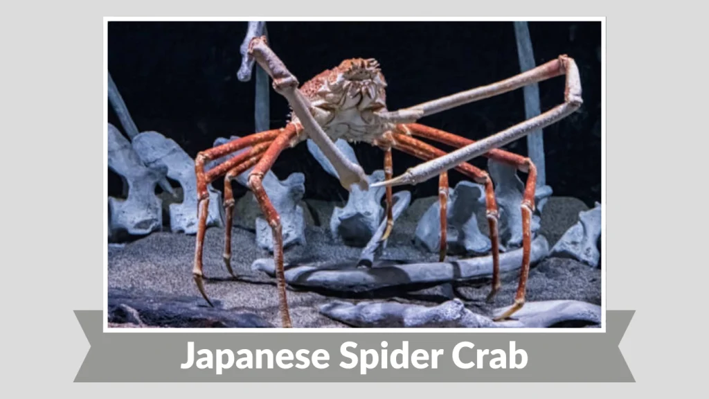 32 Types of Crabs: Identification, Habitat ,Range ,Diet & Pictures