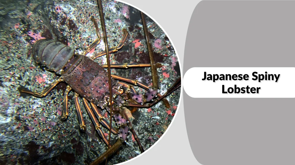 17 Types of Lobster: Names, Identification, and Key Facts