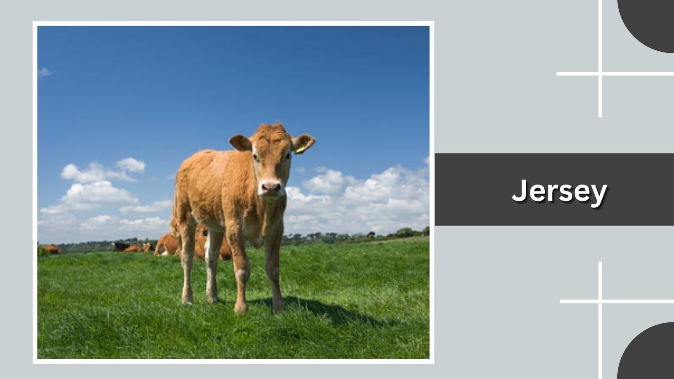 27 Common Types of Cow Breeds: Identification with Pictures