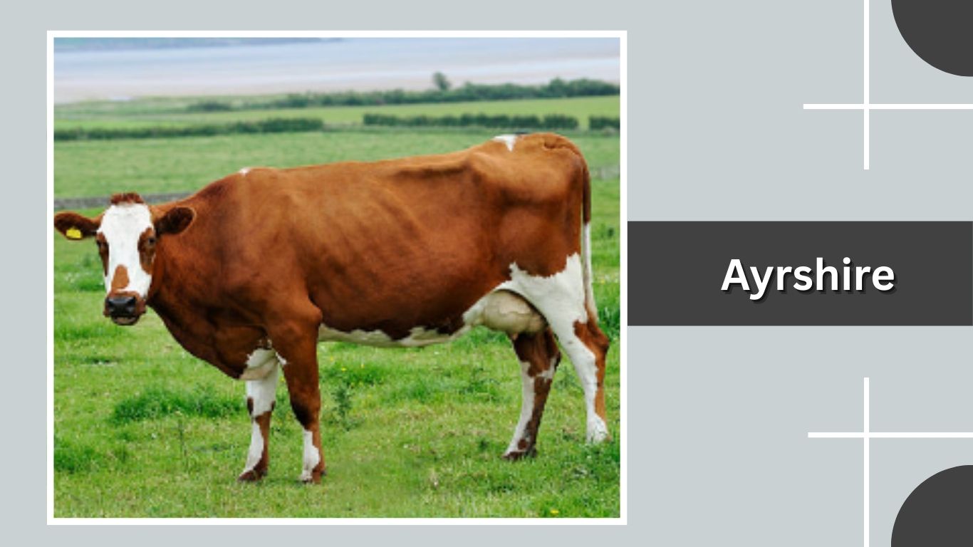 27 Common Types of Cow Breeds: Identification with Pictures