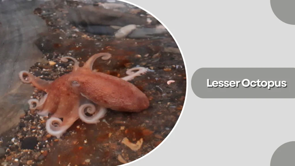 21 Types of Octopus: Identification With Name & Pictures