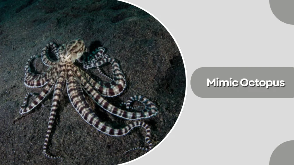 21 Types of Octopus: Identification With Name & Pictures