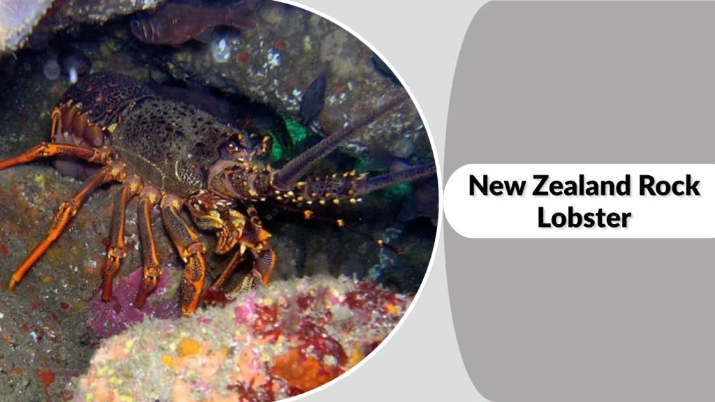 17 Types of Lobster: Names, Identification, and Key Facts