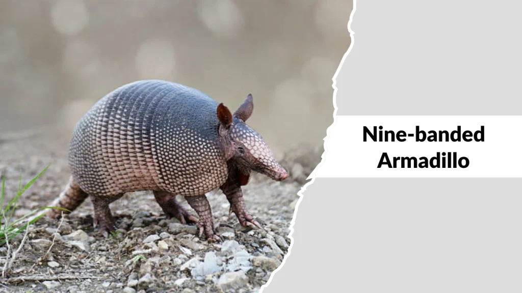 21 Types of Armadillos: Identification with Pictures
