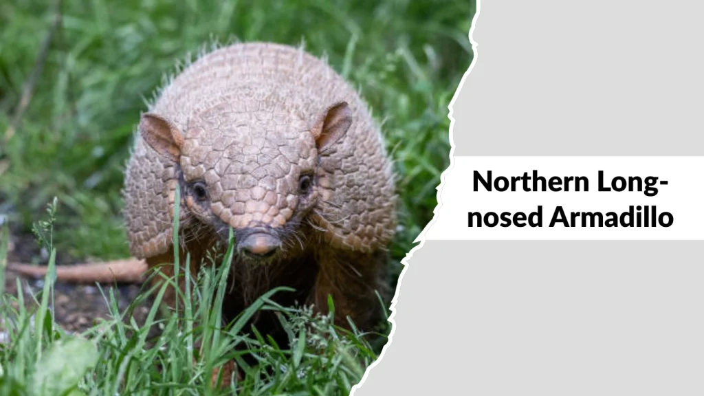 21 Types of Armadillos: Identification with Pictures