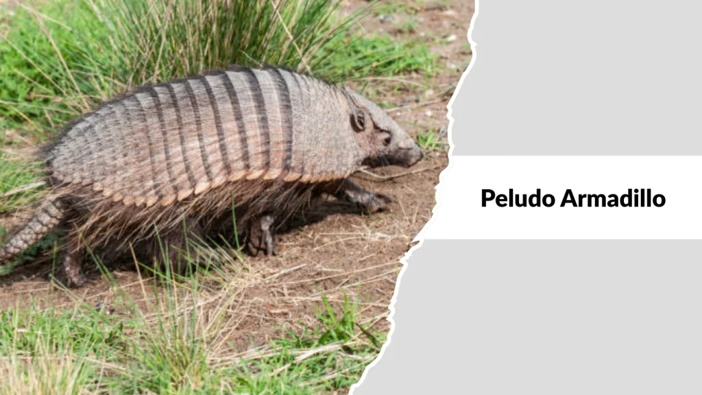 21 Types of Armadillos: Identification with Pictures