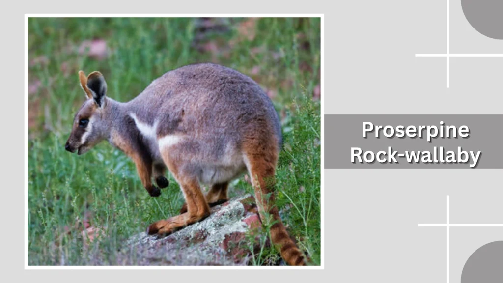 17 Types of Wallabies: Identification with Pictures