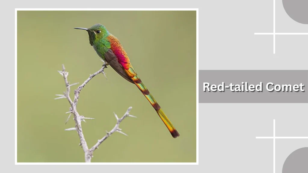 21 Types of Red Hummingbirds: Identification with Pictures