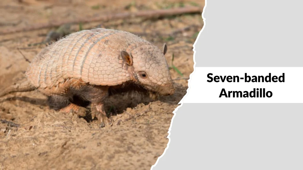 21 Types of Armadillos: Identification with Pictures