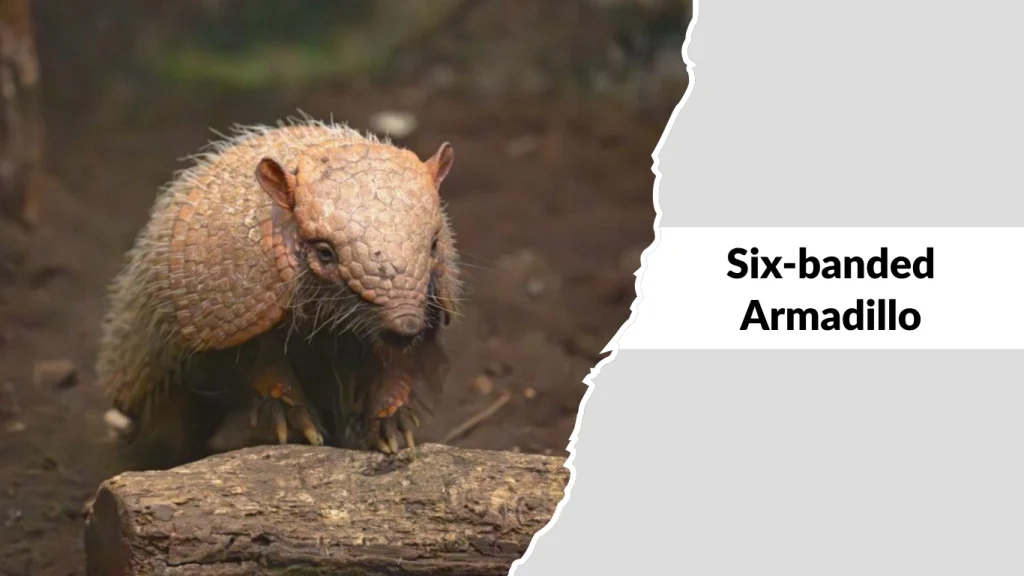 21 Types of Armadillos: Identification with Pictures
