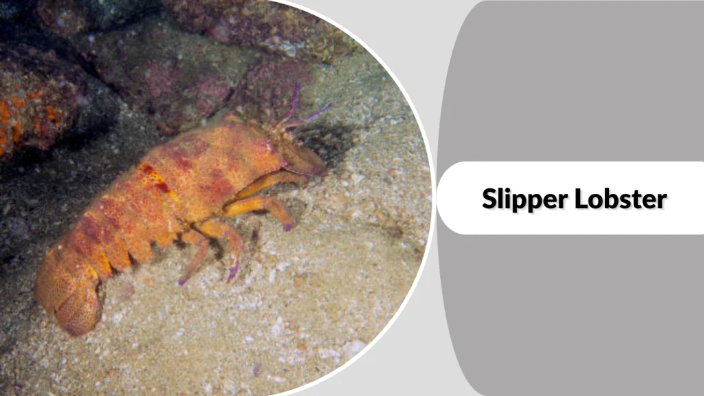 17 Types of Lobster: Names, Identification, and Key Facts