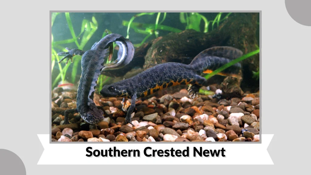 25 Common Types of Newts: Identification with Picture