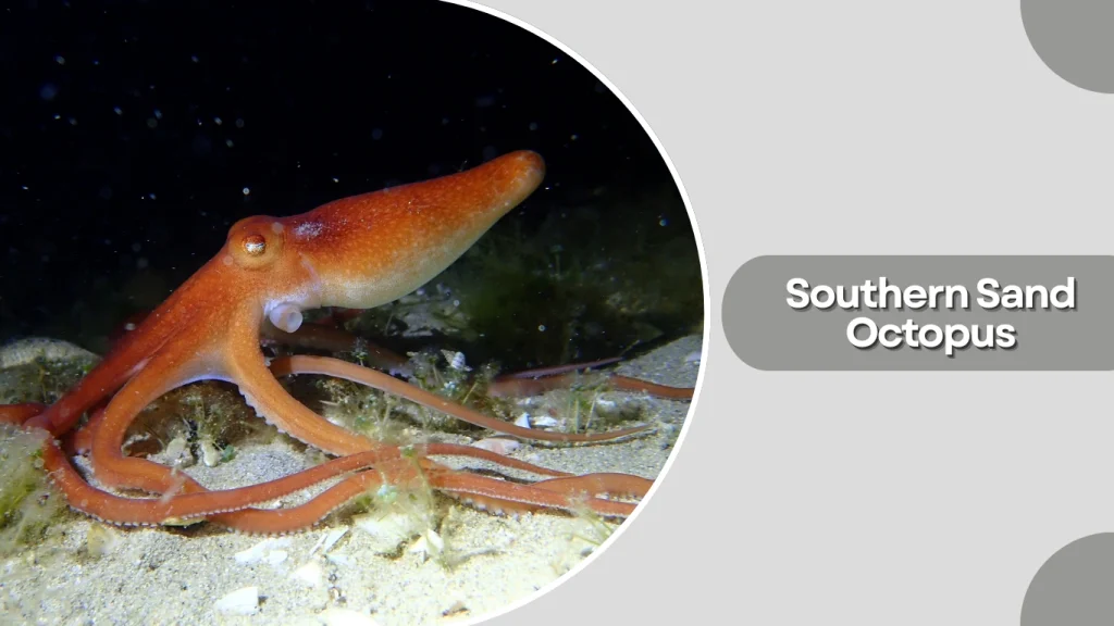 21 Types of Octopus: Identification With Name & Pictures