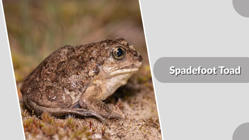 25 Types of Frogs: Identification with Pictures