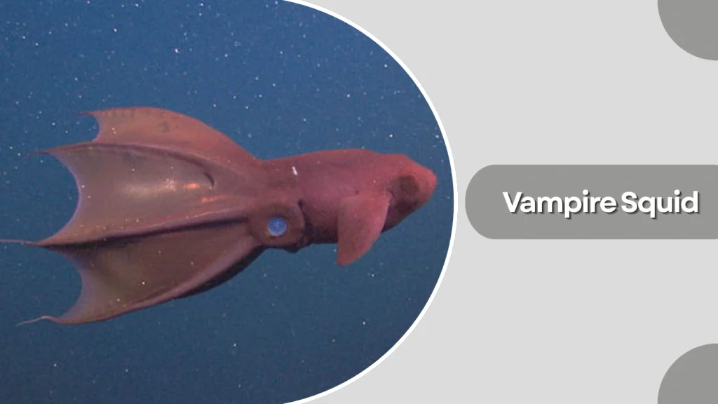 11 Types of Squid: Names, Identification, and Pictures