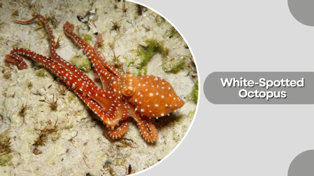 21 Types of Octopus: Identification With Name & Pictures