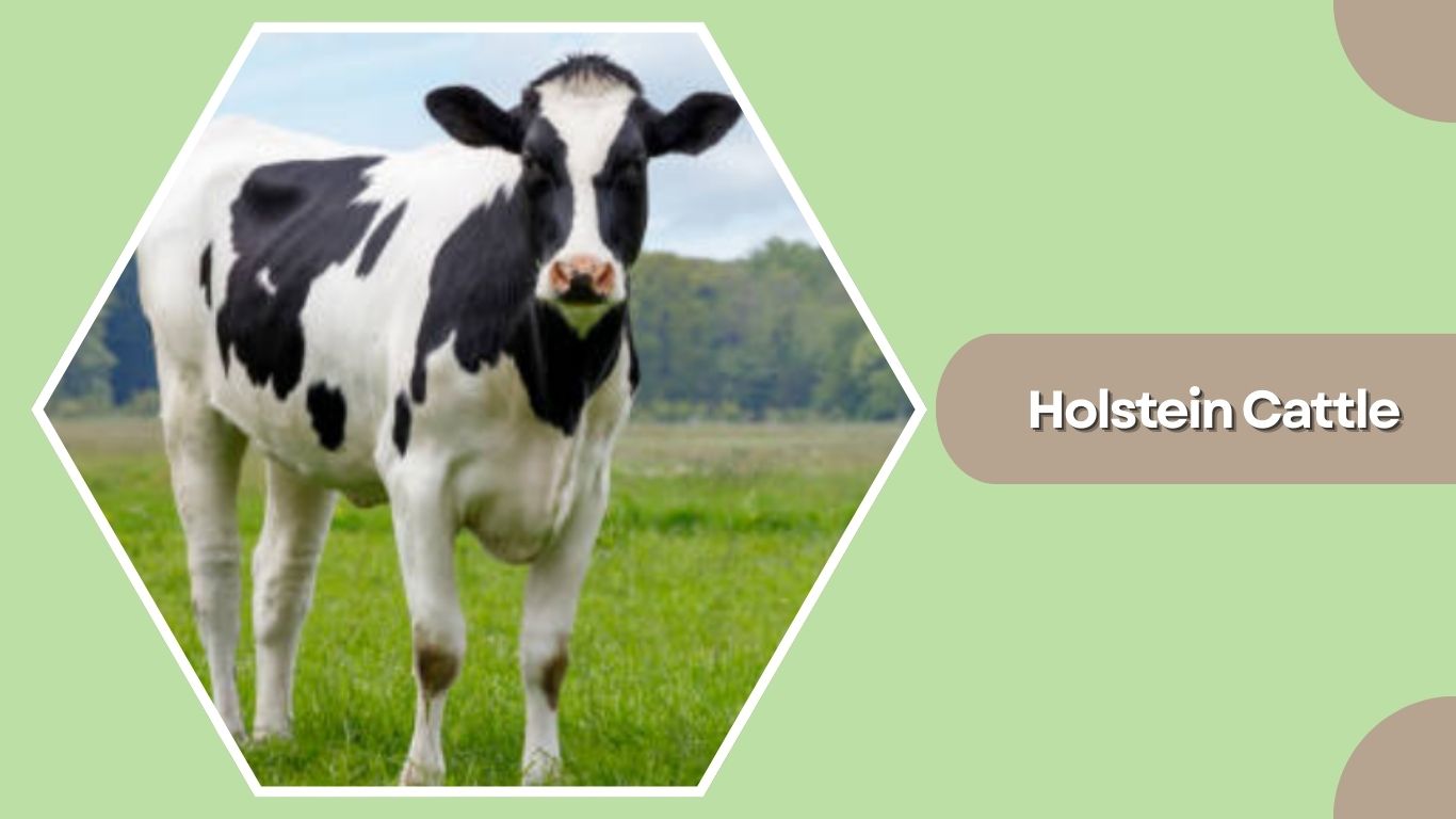 14 Common Types of Cattle Breeds: Identification with Pictures
