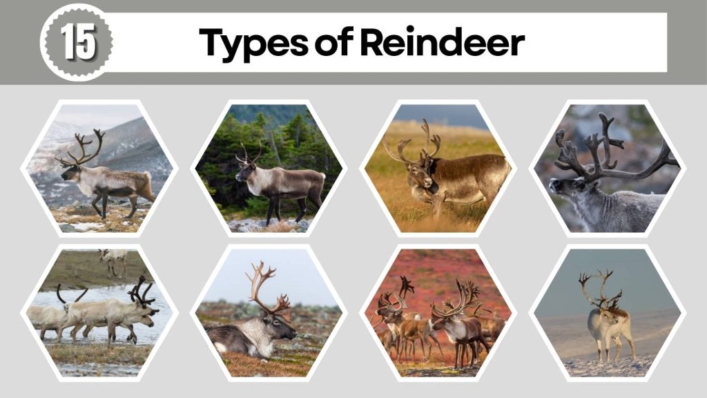 15 Types of Reindeer From Arctic Tundra to Forest Lands