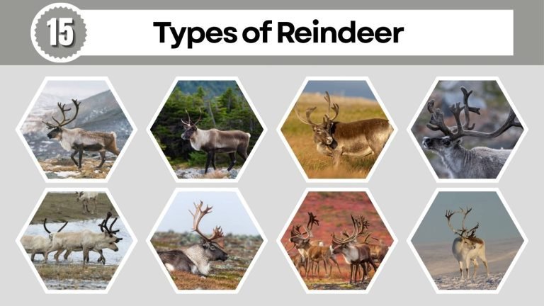 15 Types of Reindeer From Arctic Tundra to Forest Lands