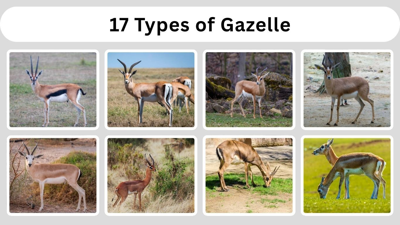 17 Types of Gazelle: Species Identification with Pictures